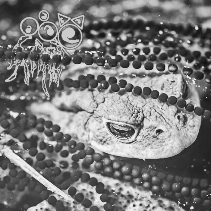 Spring Theory | TOAD BIRTH | Phyllomedusa