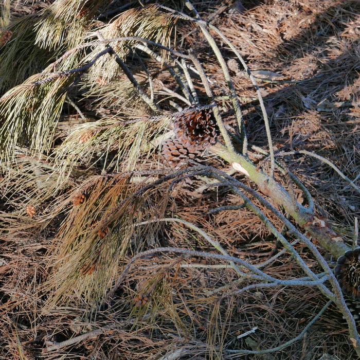 Even Trees Have Names | Dave Bell