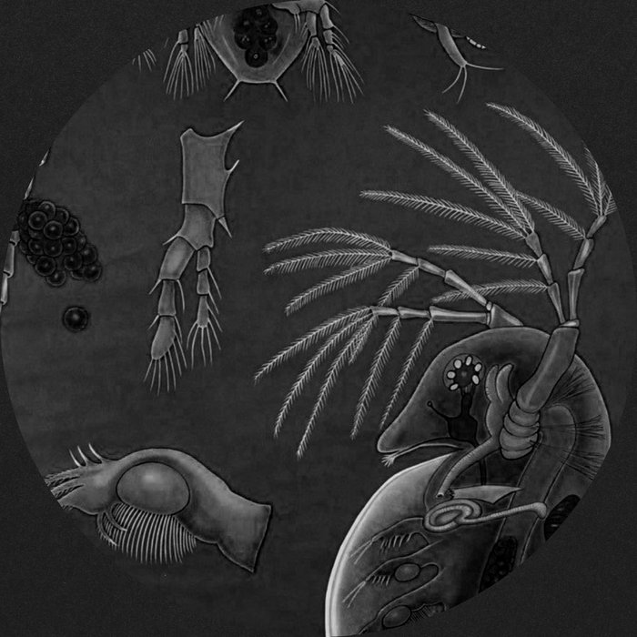 CNR031 | Carl Neuberg