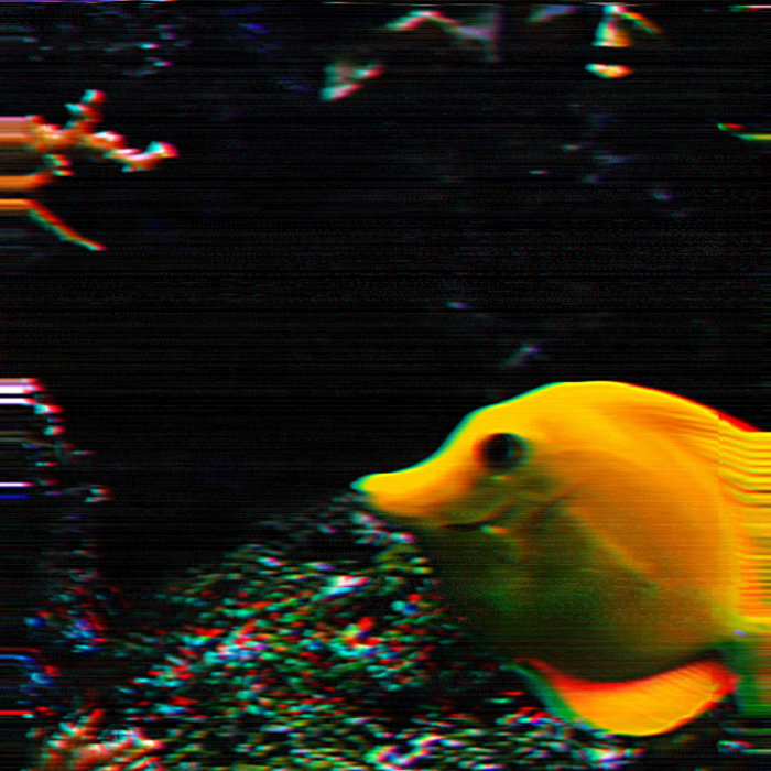 Aquarium | channel 71