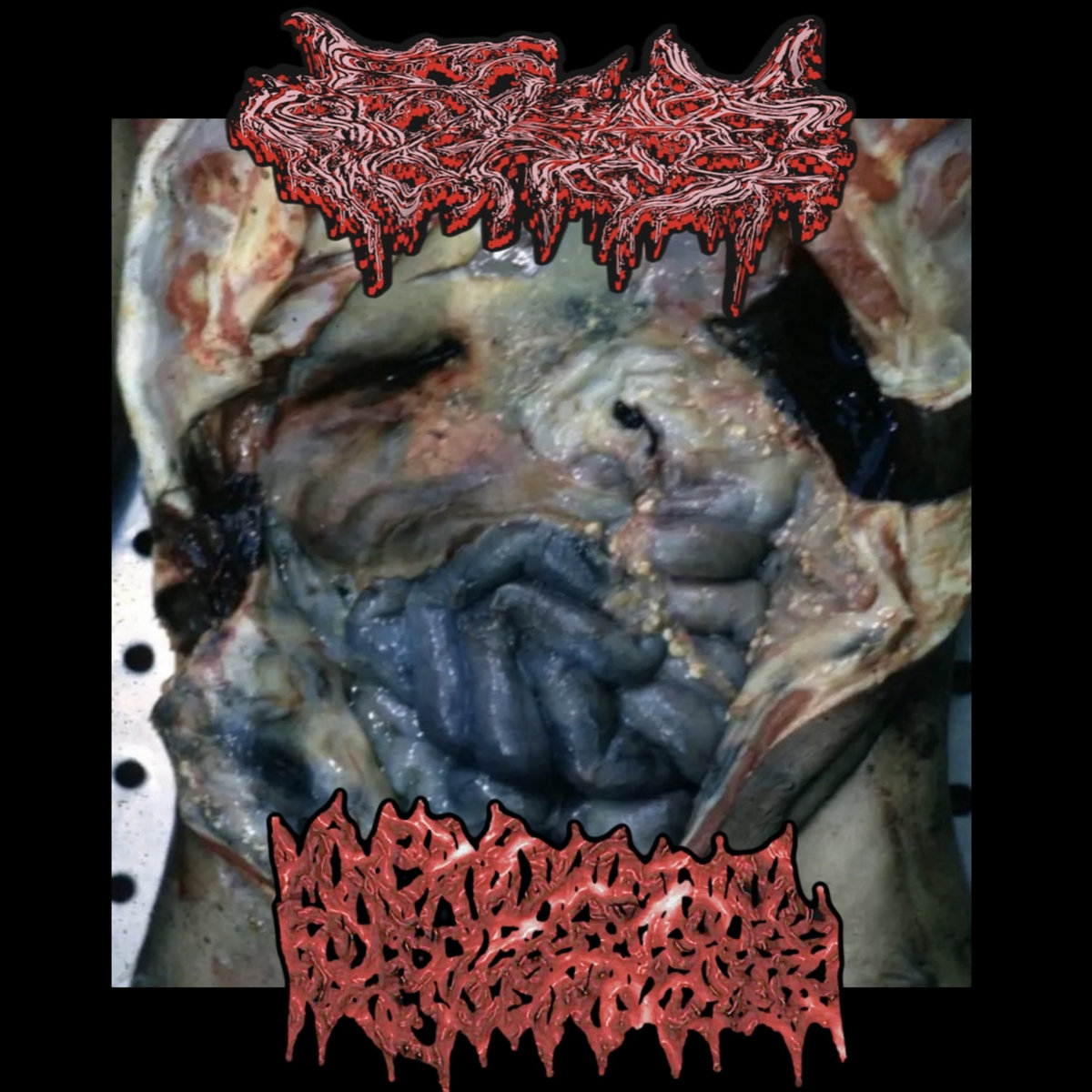 Split W/ Fleabag | Macrovaginal Afterbirth | Repulsive Stench Recordings