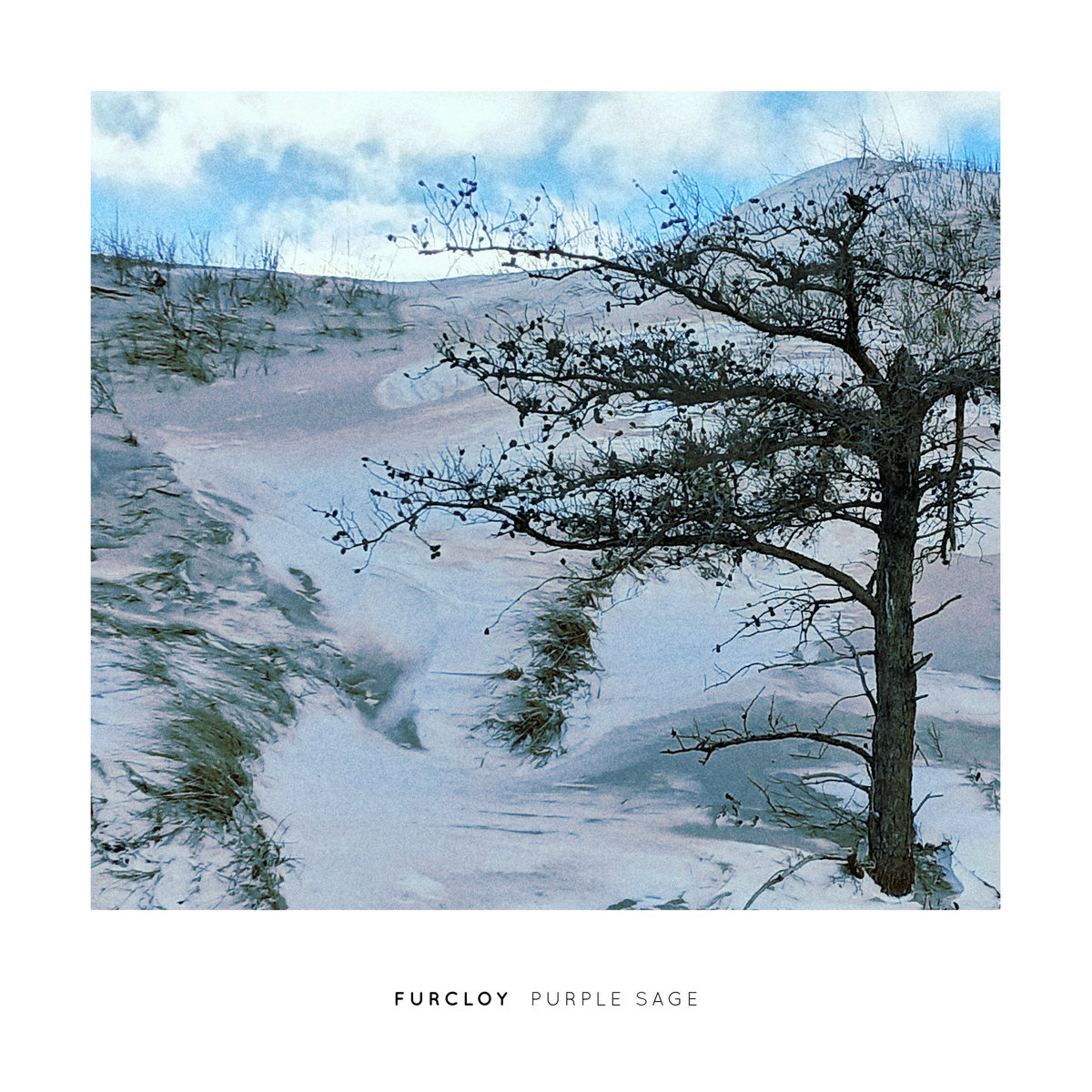 purple sage | furcloy | Adventurous Music