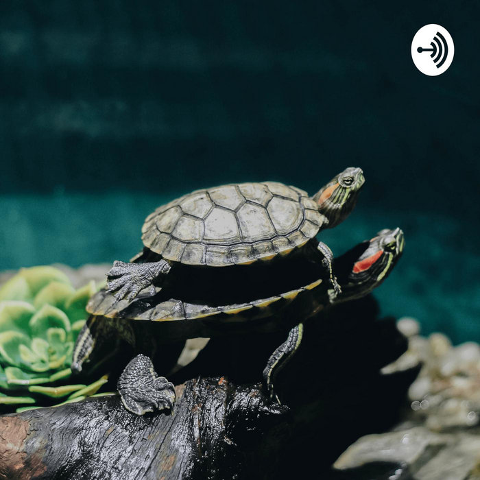 Demo 1 | Transfinite Turtles