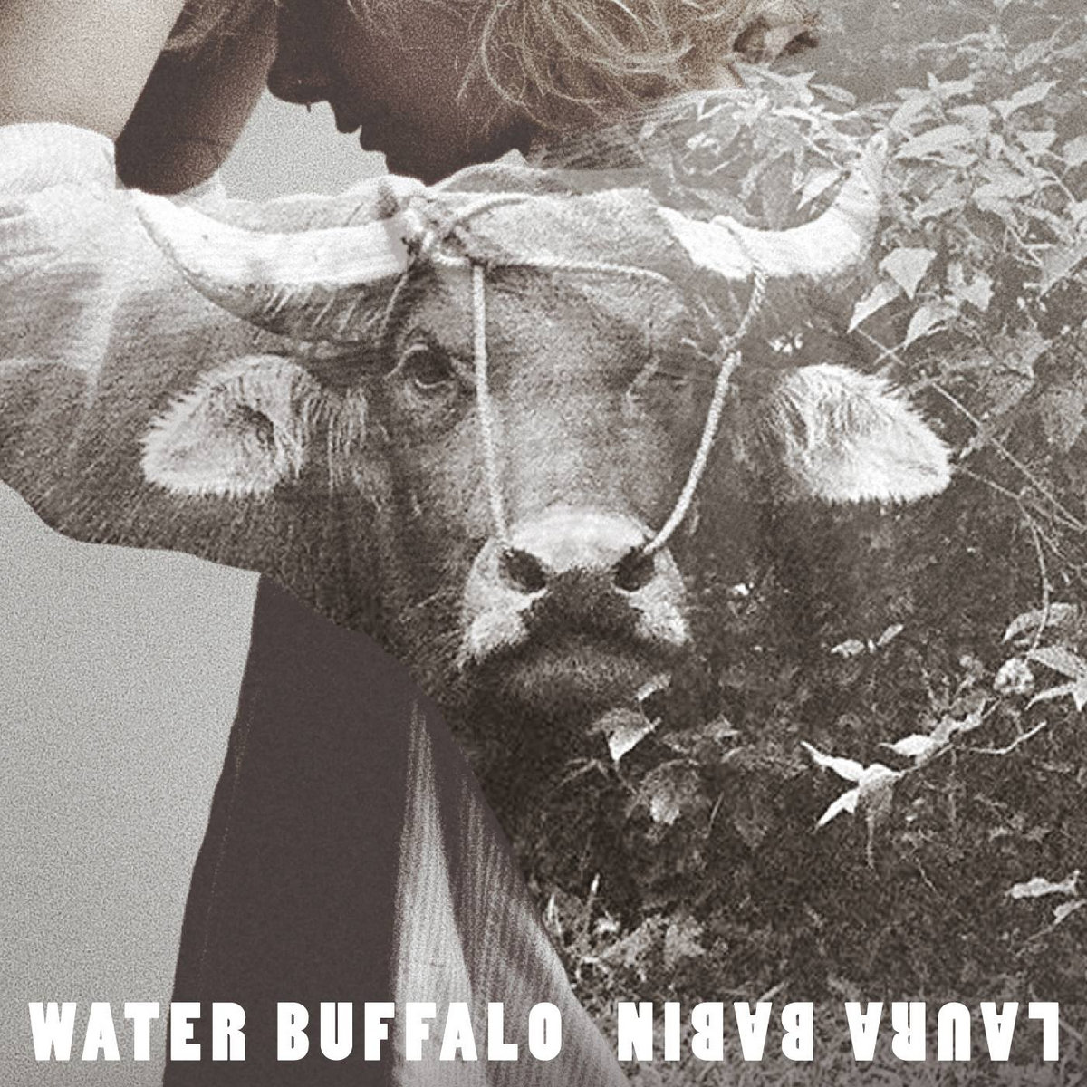 Water Buffalo | Laura Babin