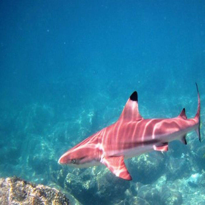 Forbidden Shark | trapbagels