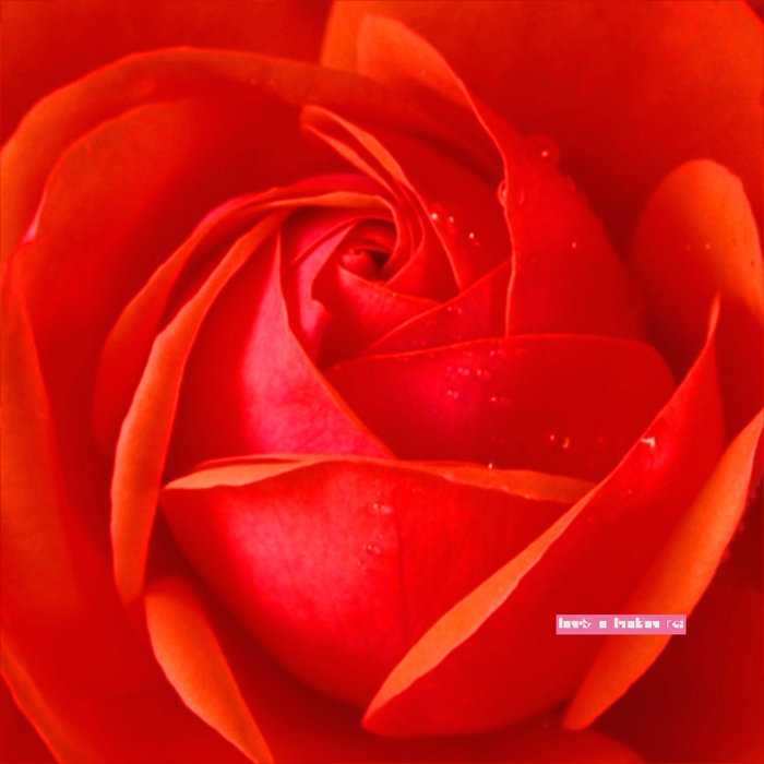 Fog's a Thinking Red / Motorcade | blair ellair