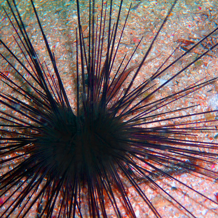 Perfect Shell | Jude Roberts