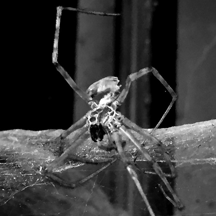 Fix EP | SHAD SHADOWS