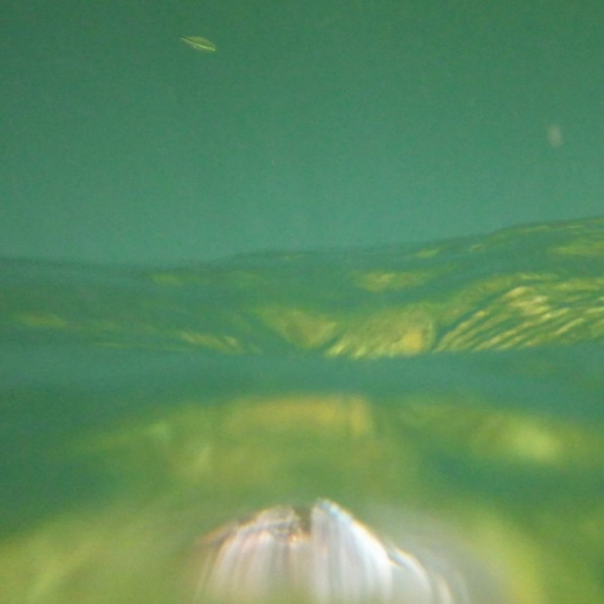 The Praying Mantis Shrimp | late night fortune cookie