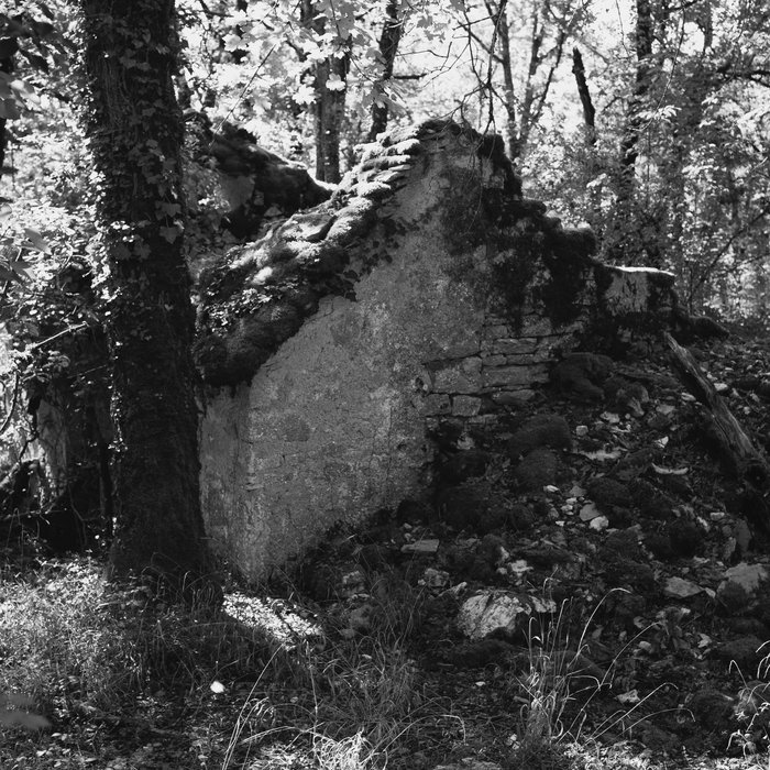 Dans la forêt | Alain Astruc / Orchestre Sauvage