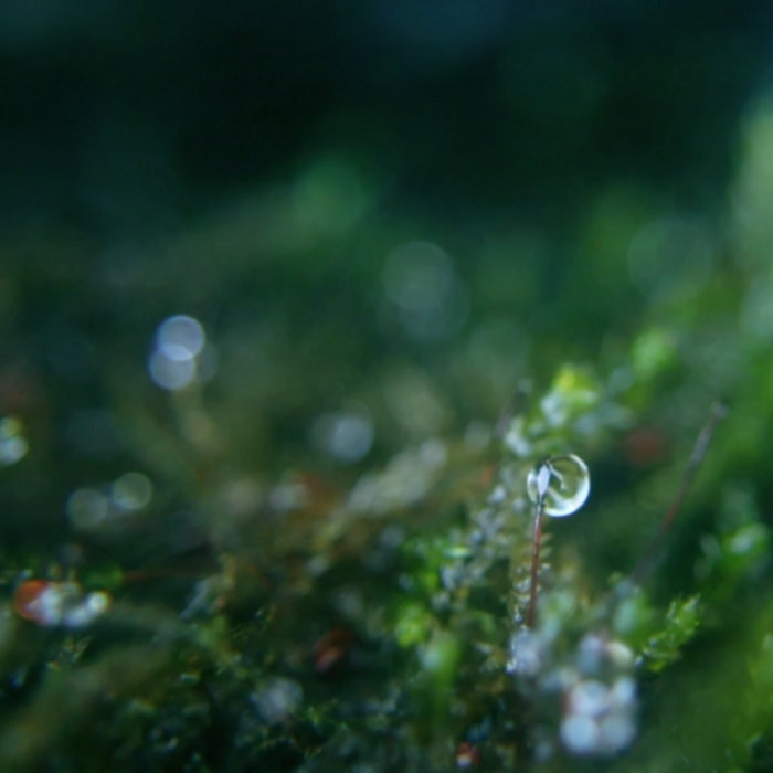 Fountain Of Euphoria | Stephen Acosta