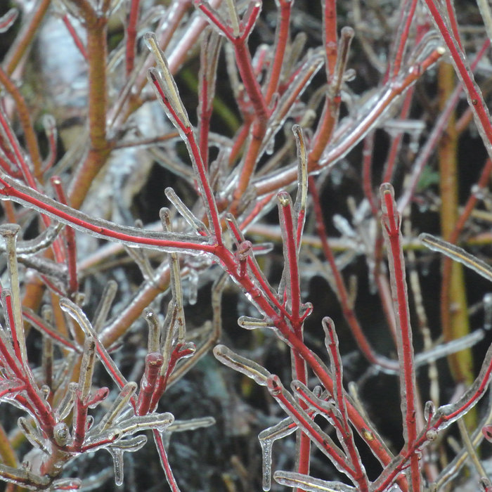 127.0.0.1 (Loopback) | Michael Garnier | Hologram