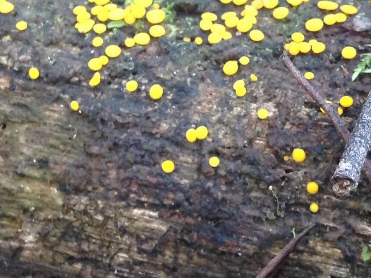 Billy Blazkowicz | Tapir