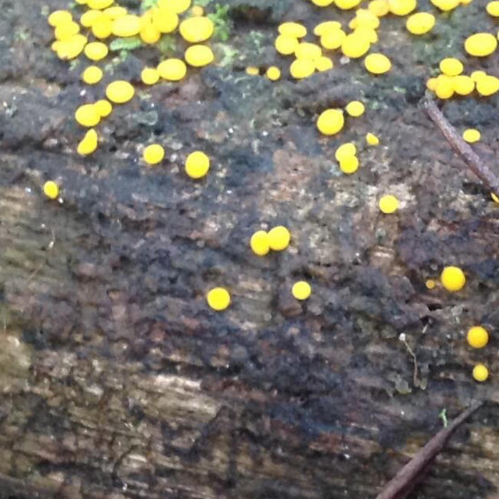 Billy Blazkowicz | Tapir