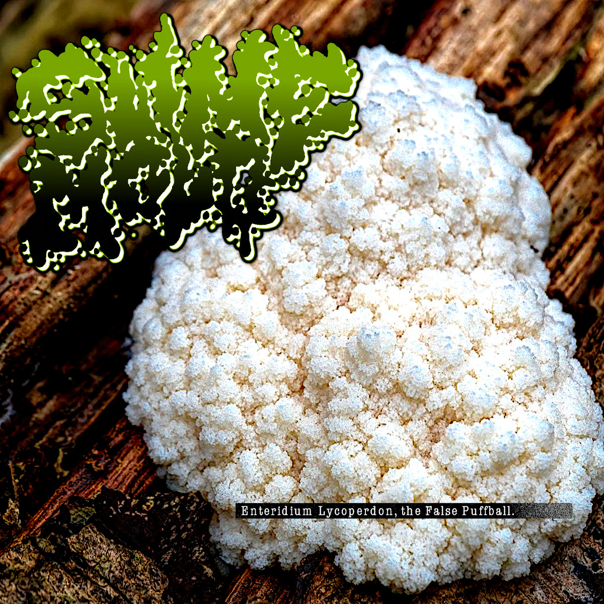 Enteridium Lycoperdon: The False Puffball | Slime Mold