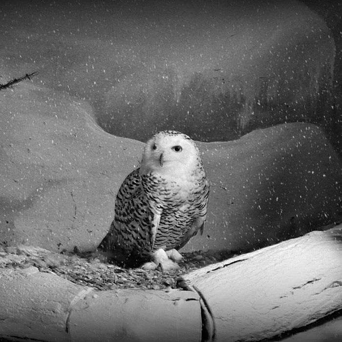 Demo 2024 | Educated Owls
