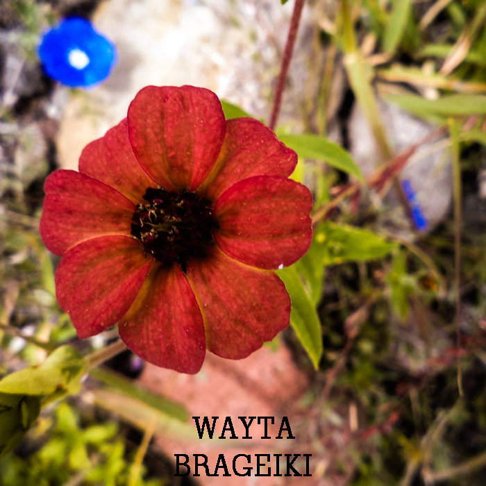 Wayta | Brageiki