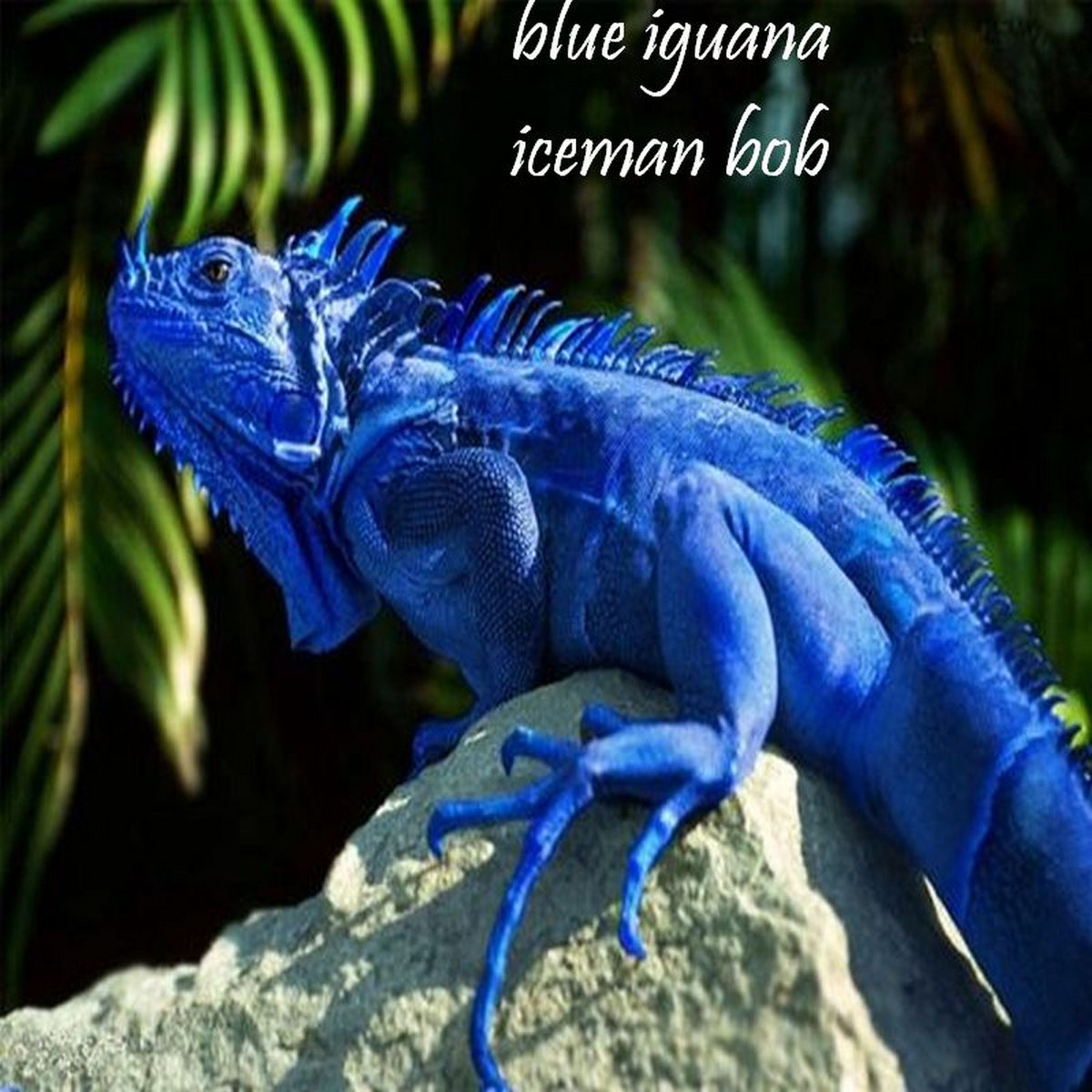 Blue Iguanas
