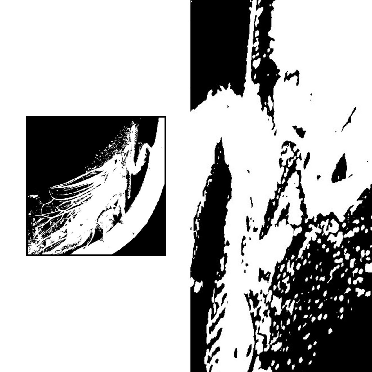 CST Imprint presents Cicada | Various | Cone Shape Top Imprint