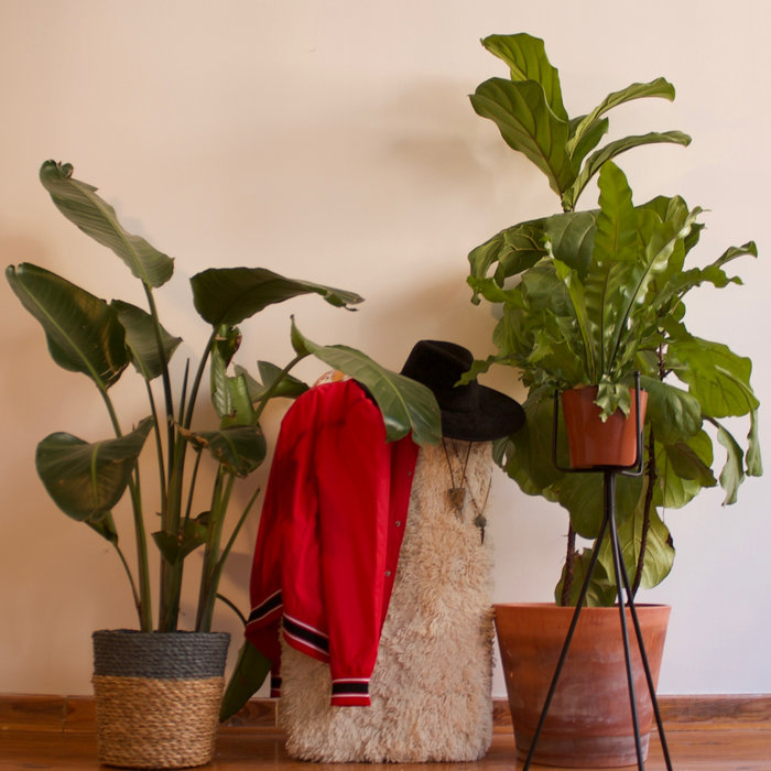 An Indication | Shyla Buff