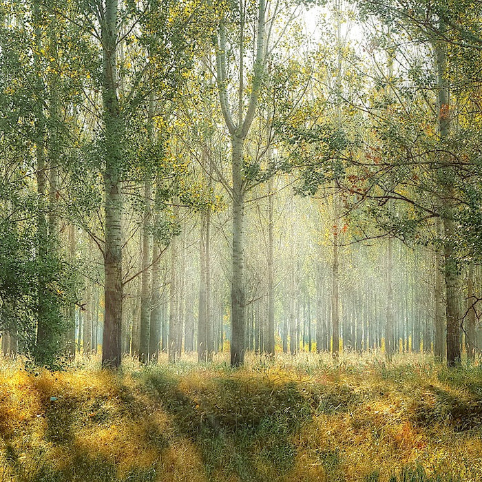 Fictions de la forêt album | Desartsonnants