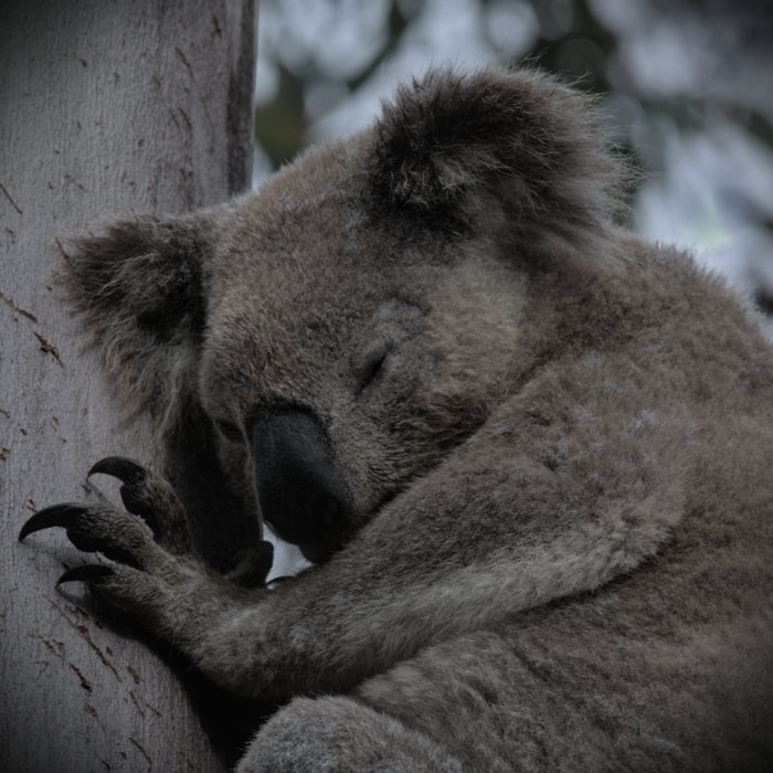 Four Bolt Loop | Tay Hikes