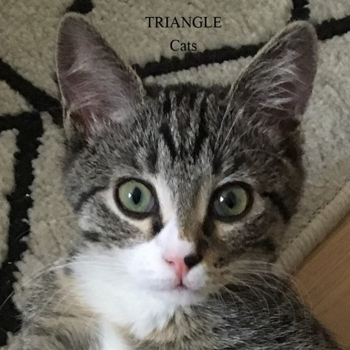 Cats | TRIANGLE