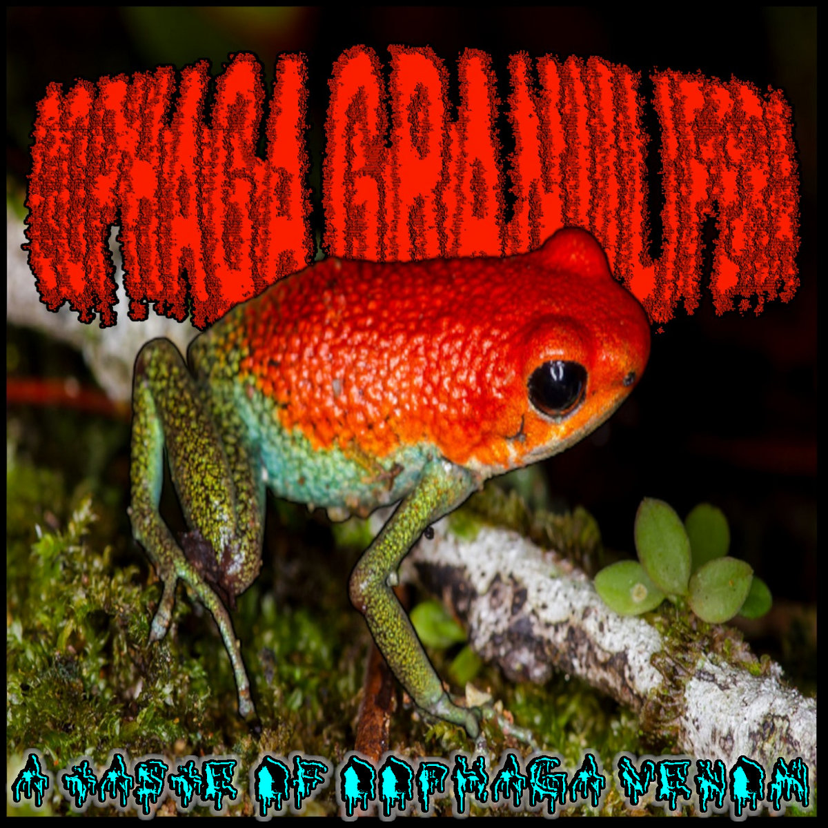 A Taste Of Oophaga Venom | Oophaga Granulifera | PATHOLOGICAL MENACE ...