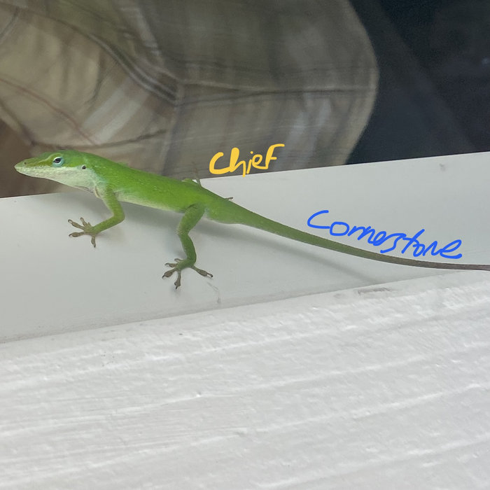 They, and every beast after his kind, and all the cattle after their ...