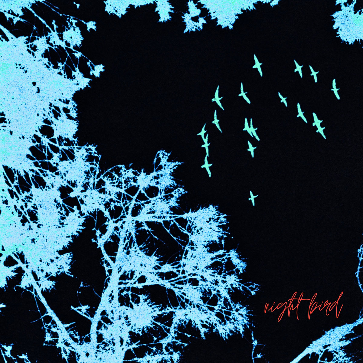 Night Bird | Nat Walker