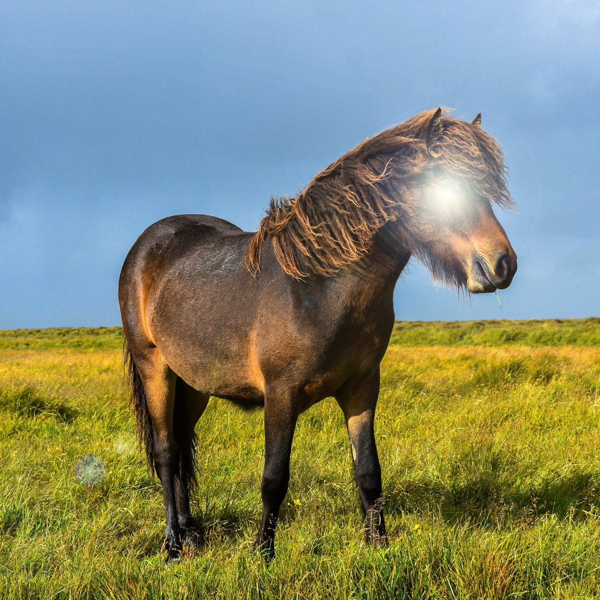 devil pony | Travis Cook