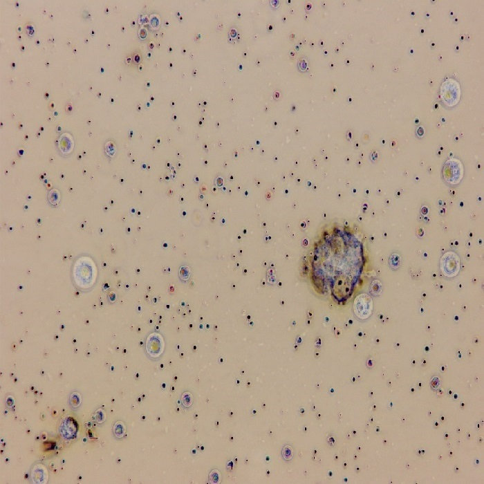 Plasia | Jeremy Caudle