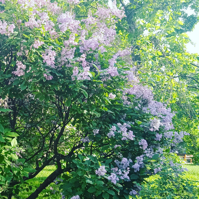 Forever (Glass Tides cover) | Sealkeen