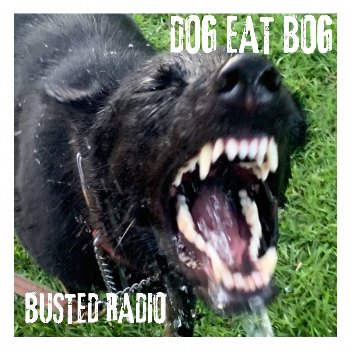 Dog Eat Bog | Busted Radio