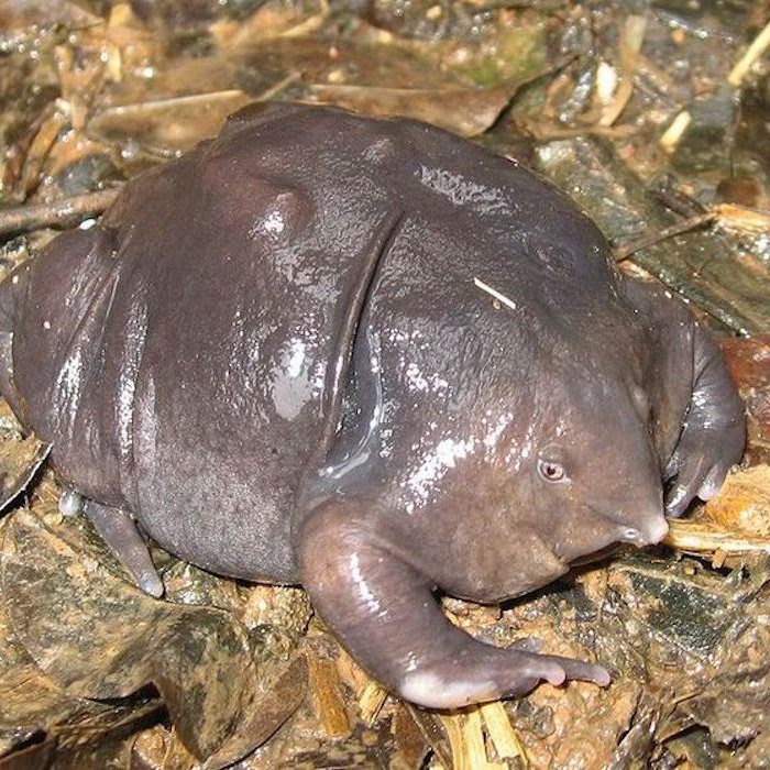 small frogs | weee wooo