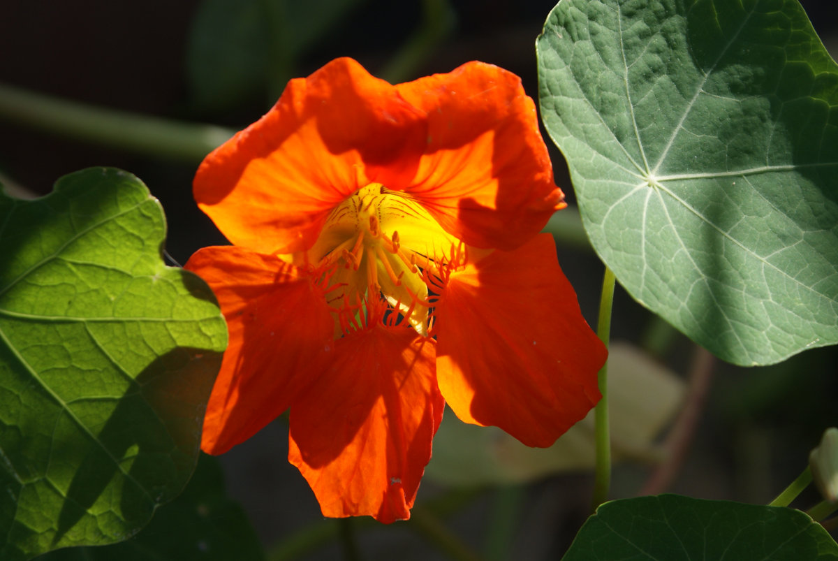 Garland Speciousness | Humminhuman