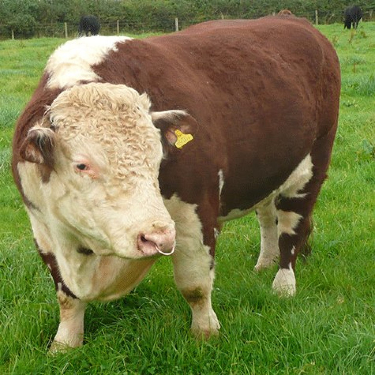 307: x0(2^18×5^18)p | Bull of Heaven