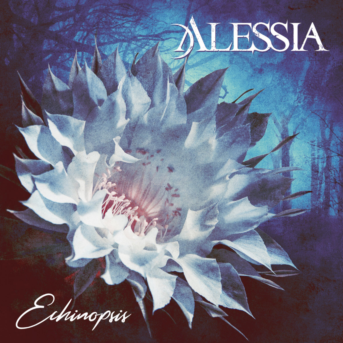 Echinopsis | Alessia