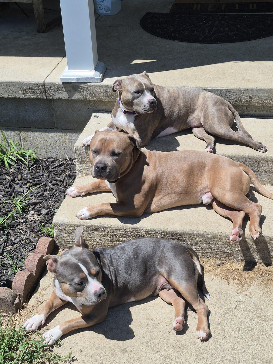 Top Dog Under Dog | Megan Zboray, Russell Foley, Jeremy Schuler | The ...