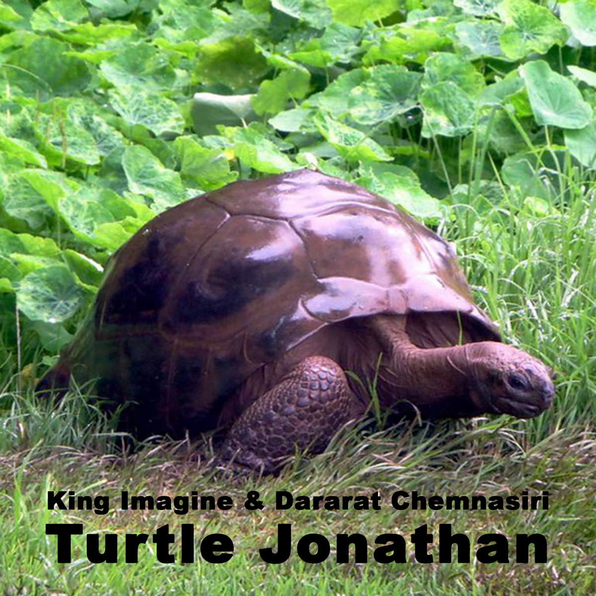 Turtle Jonathan | King Imagine & Dararat Chemasiri | King Imagine