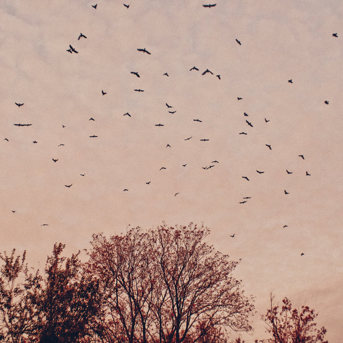 Lone Bird | Goose Loop