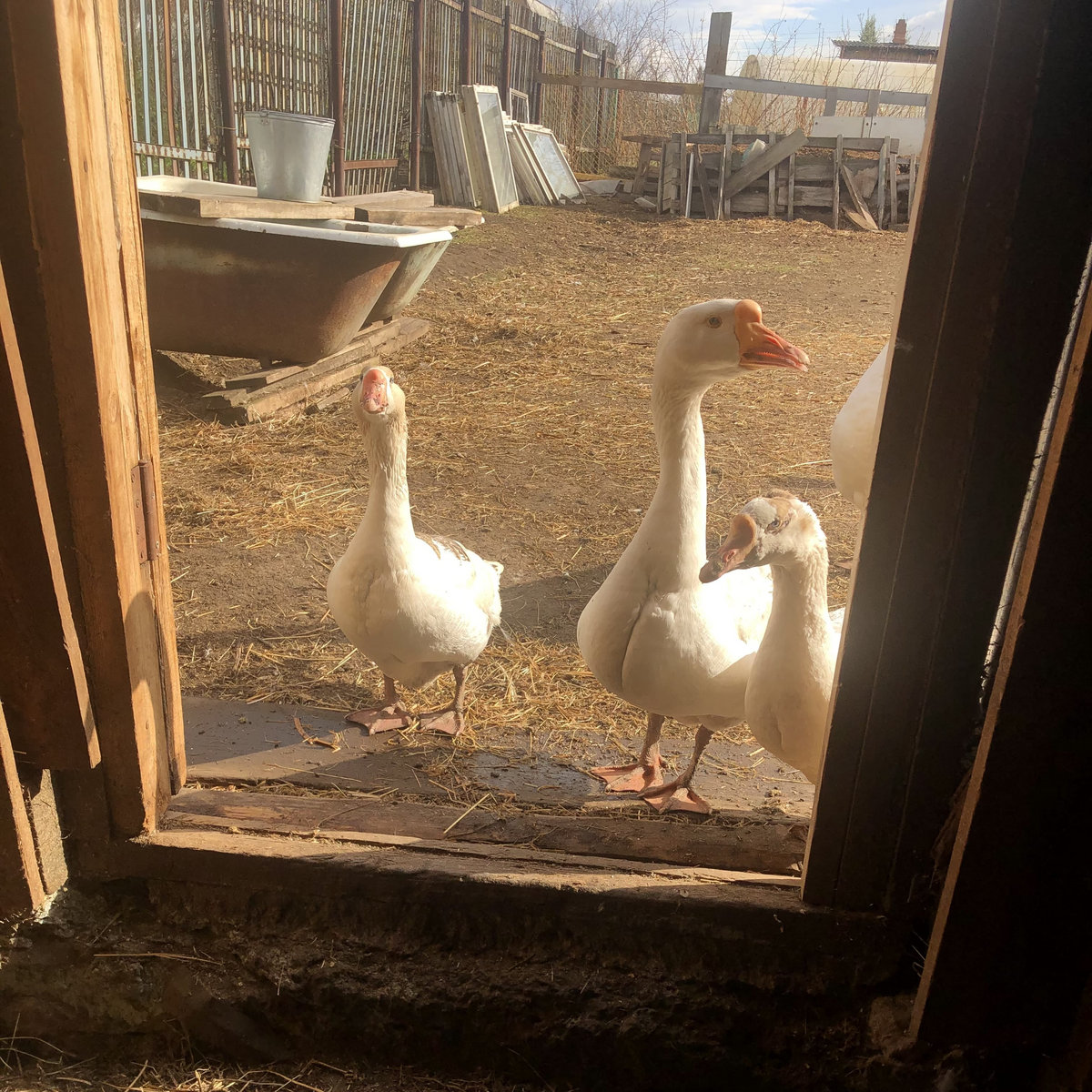 L***** Street, 27 | Low Goose