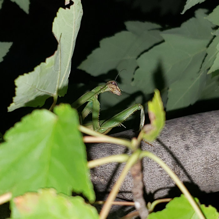 Way Of The Dodo | Loose Ones