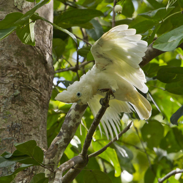 Solomons cockatoo - Cacatua ducorpsii | Nature Sounds