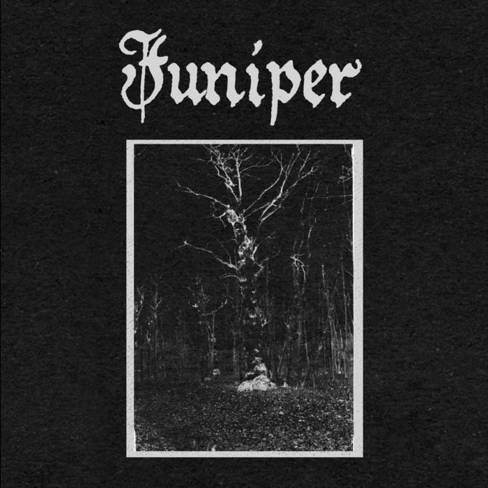 Veins Carved in Moonlight | Juniper | Annulet