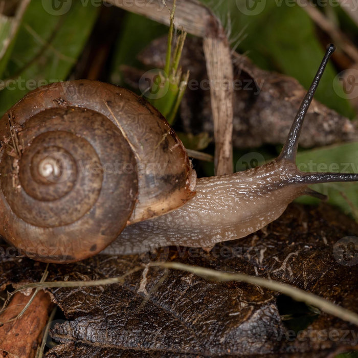 Snail Trials | Snailmouth
