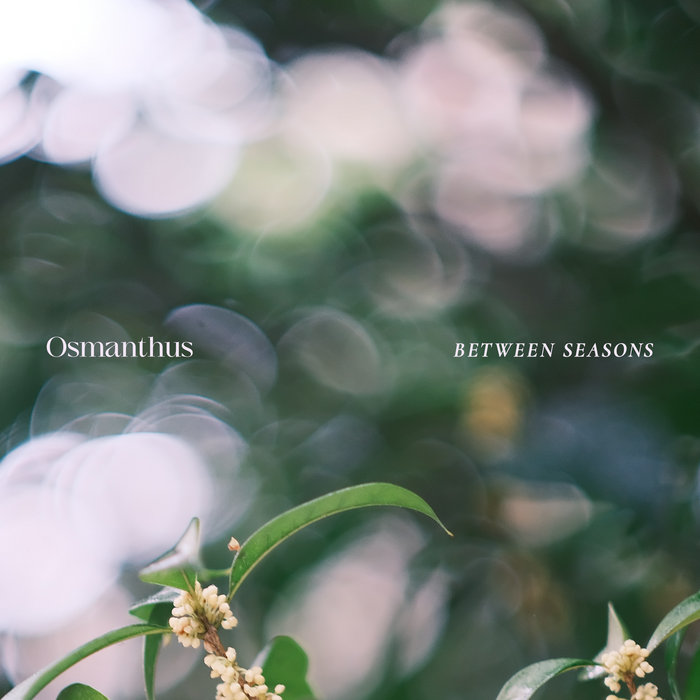 Between Seasons | Osmanthus | Valiska