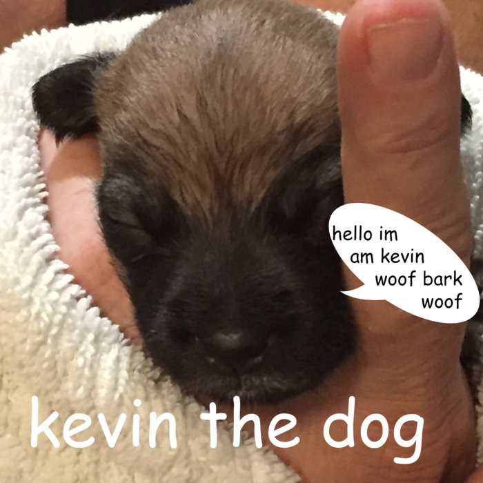 kevin the dog | Esgua