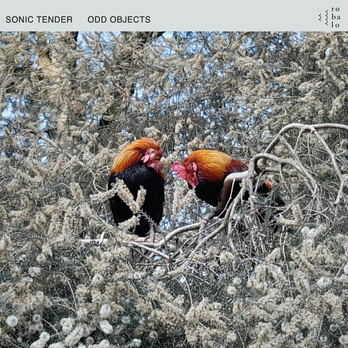 Odd Objects | Sonic Tender | João Carreiro