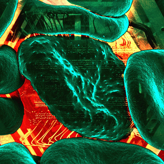 Parasitical Hexatherium | Mutilated Currency Division